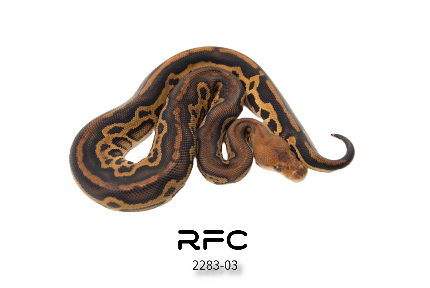 Cypress Blackhead Leopard Clown Ball Python by Reptiles for Centuries ...