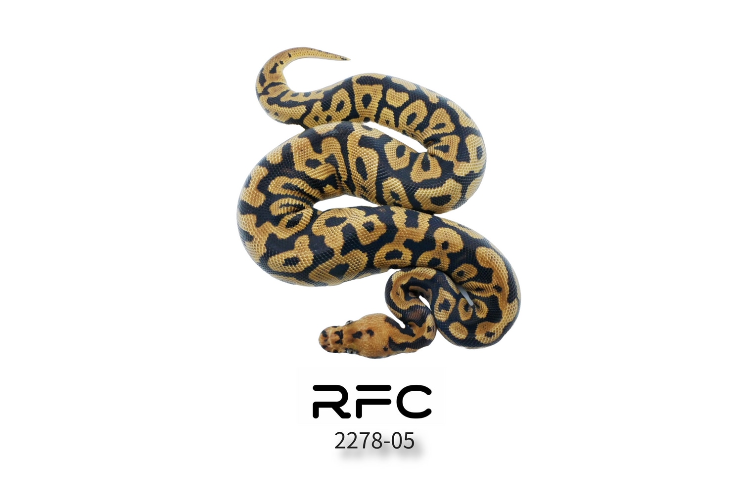 Confusion Spotnose Clown Ball Python by Reptiles for Centuries USA ...