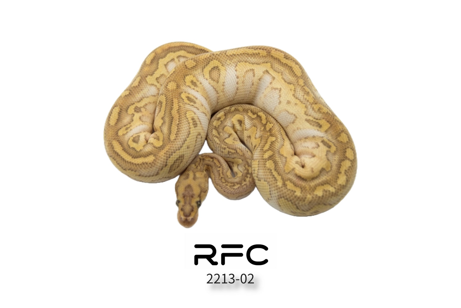 Furrow Fire Butter Clown 50% Het Puzzle Ball Python by Reptiles for ...