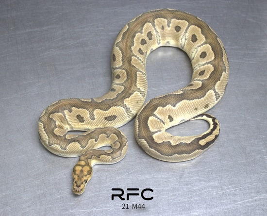 Special Clown Ball Python by Reptiles for Centuries USA
