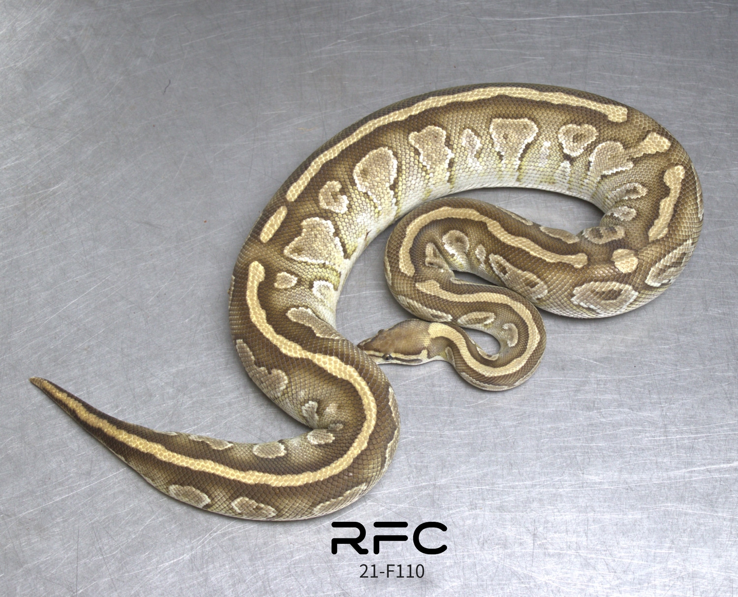 Furrow Butter Het Clown Ball Python by Reptiles for Centuries USA ...