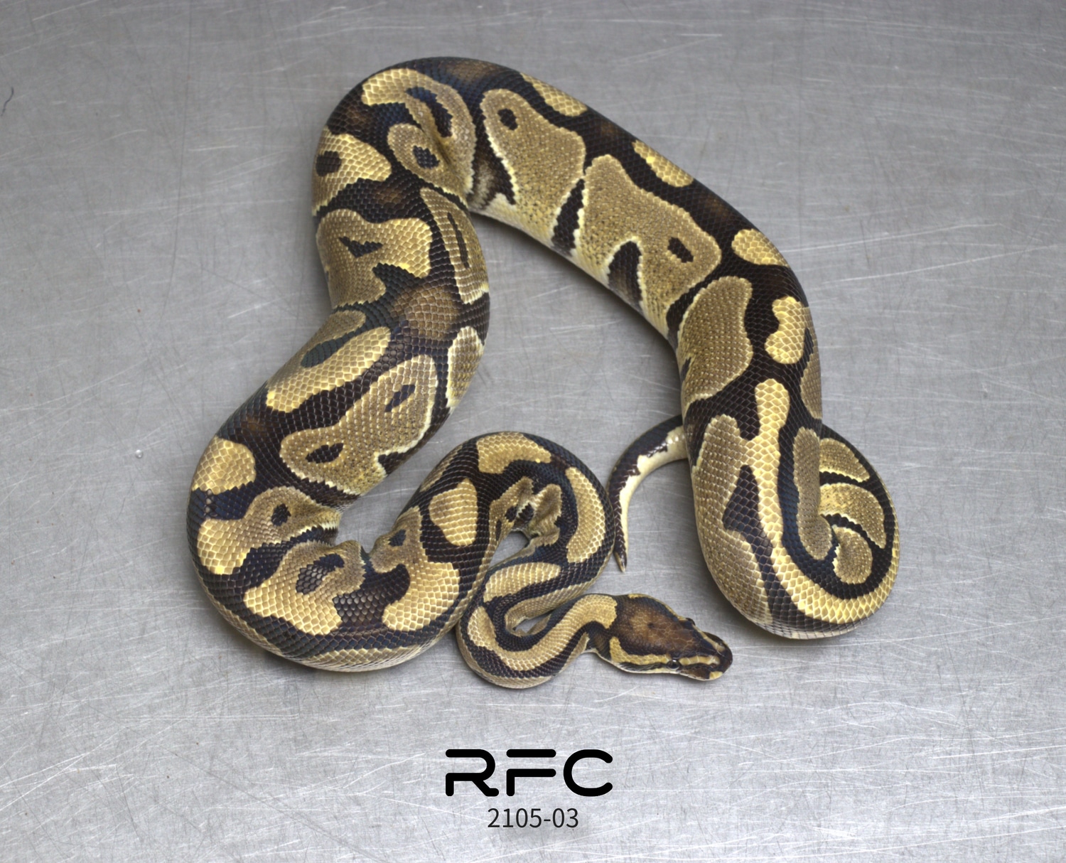Jungle Woma Het Desert Ghost (RTB) Ball Python by Reptiles for ...