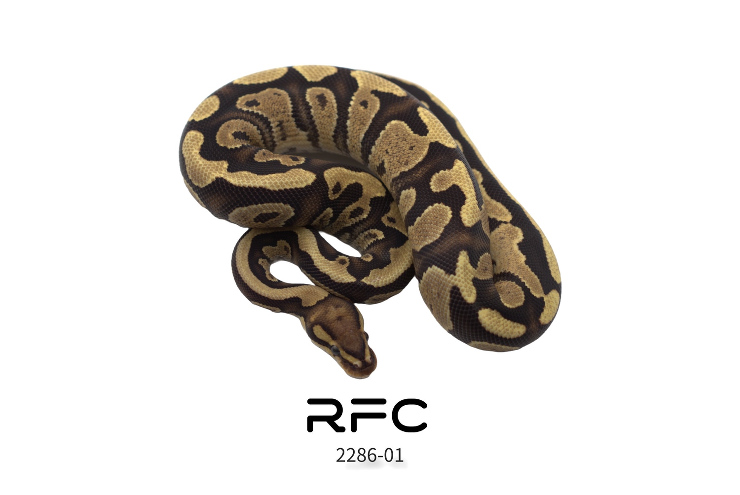 Chocolate Fire Het Clown 50% Het Puzzle Ball Python by Reptiles for ...