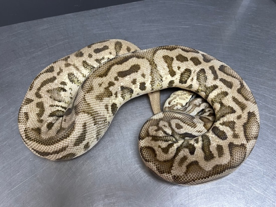 Fire Fly Het Batman Ball Python by Reptiles for Centuries USA