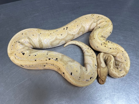 Banana Hurricane 50% Het Clown Ball Python by Reptiles for Centuries USA