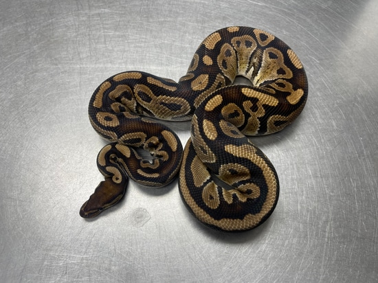 Het Red Axanthic Het Ultramel Ball Python by Reptiles for Centuries USA