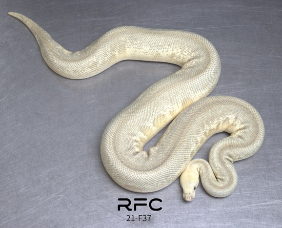 Batman Pastel Lesser Ball Python by Reptiles for Centuries USA