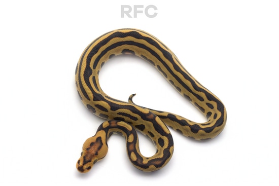 Cypress Enchi Leopard Crypton DG Ball Python by Reptiles for Centuries USA