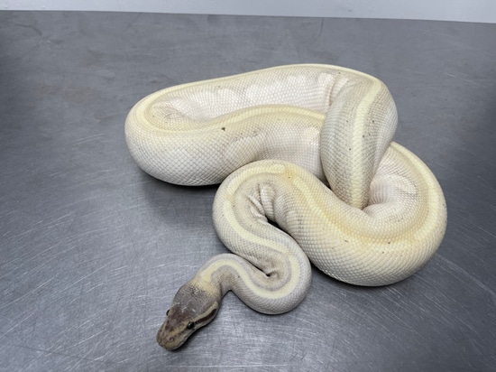 Russo Phantom / Mojave (Possible Spotnose) Ball Python by Reptiles for ...