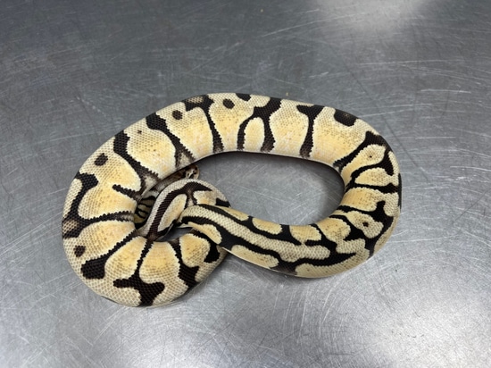 OD Spotnose Pastel Het Desert Ghost 50% Het Hypo Ball Python by ...