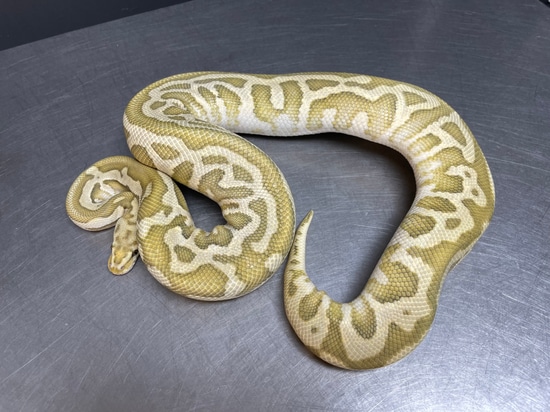 Hypo Lesser Leopard Spotnose Het Clown Ball Python by Reptiles for ...