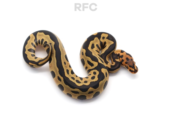 Leopard YB Crypton DG Ball Python by Reptiles for Centuries USA