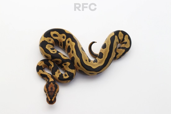 Leopard YB DG Het Pied 66% Het Clown/Cryptic Ball Python by Reptiles ...