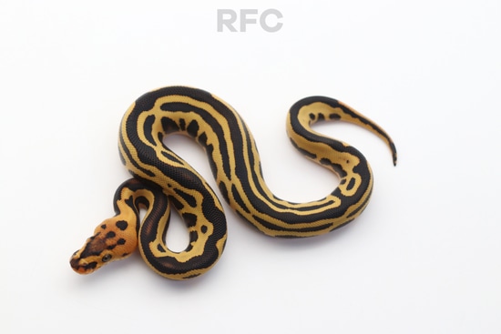 OD YB Leopard Crypton DG Het Pied Ball Python by Reptiles for Centuries USA