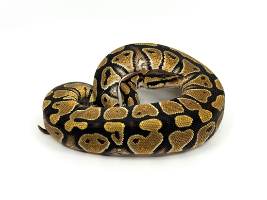 Het Paint Het Clown Ball Python by Reptiles for Centuries USA