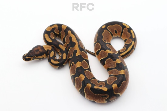 NR Mandarin Het Hypo Het Clown Ball Python by Reptiles for Centuries USA