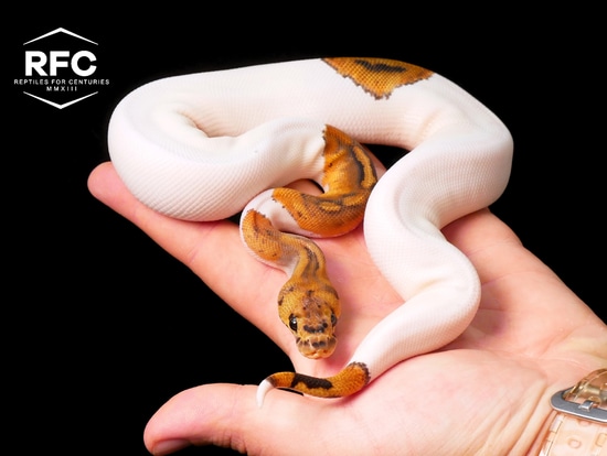 Red Stripe Clown Pied Ball Python by Reptiles for Centuries USA