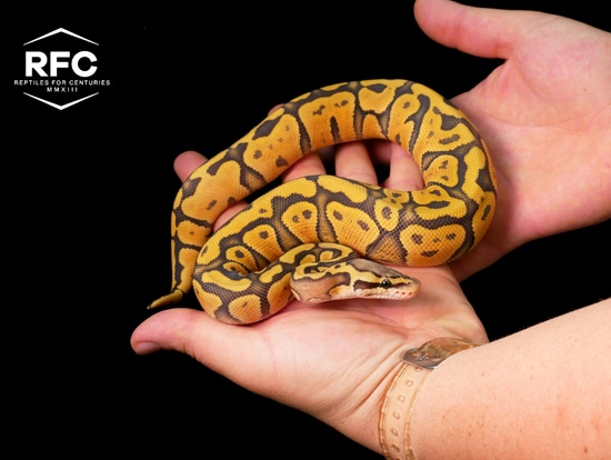 NR Mandarin Pastel Hypo Het Clown Ball Python by Reptiles for Centuries USA