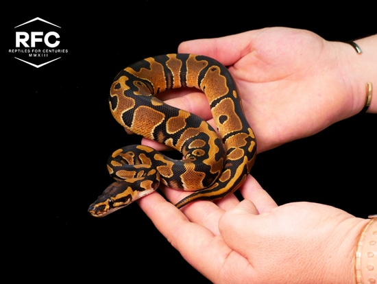 NR Mandarin Het Hypo Het Clown Ball Python by Reptiles for Centuries USA