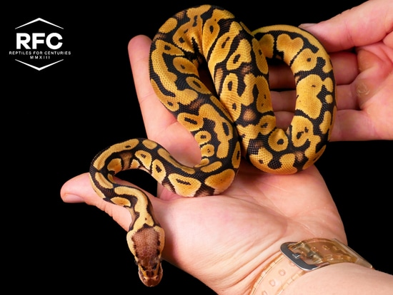 Pastel NR Mandarin Het Hypo Het Clown Ball Python by Reptiles for ...