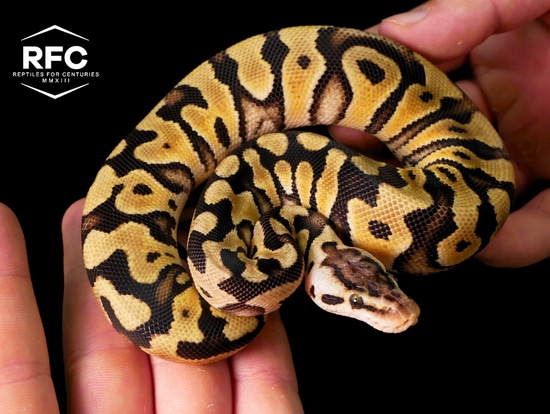 Pastel Cryptic Het Ultramel 66% Het DG Ball Python by Reptiles for ...