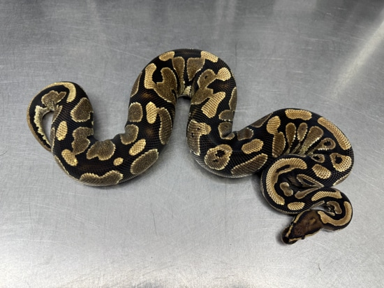 YB Het Metal Flake Het Pied Ball Python by Reptiles for Centuries USA
