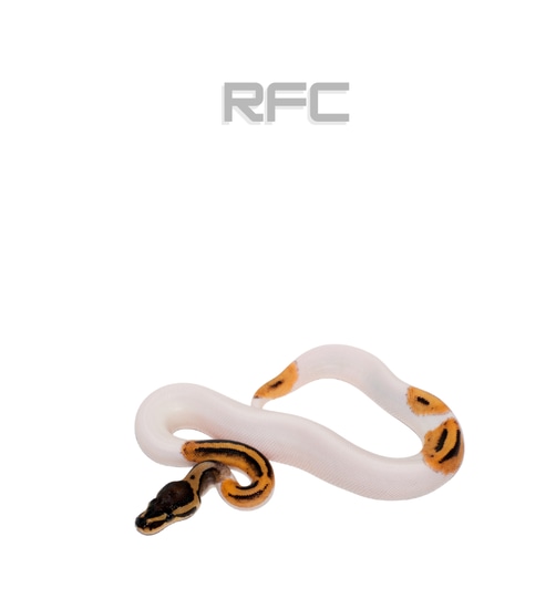 Pied Het Axanthic (VPI) Het Hypo Het Clown Ball Python by Reptiles for ...