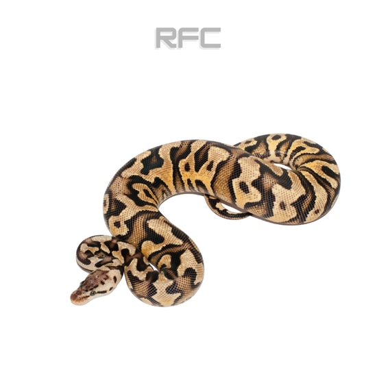 Pastel YB Cryptic Het Ultramel 66% Het DG Ball Python by Reptiles for ...