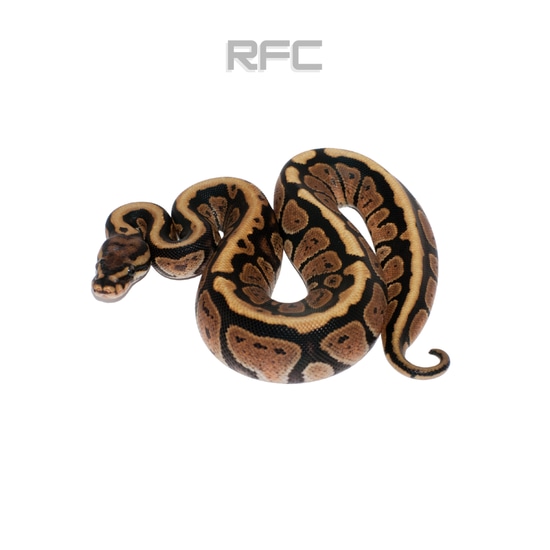 Spotnose NR Mandarin Het Hypo Het DG Ball Python by Reptiles for ...