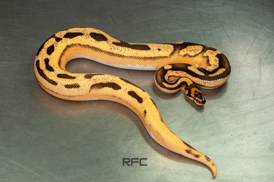 Super OD YB Leopard Sugar Het Pied 50% Het Clown Ball Python by ...