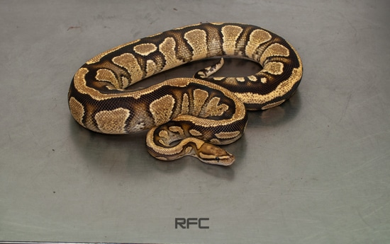 Enchi Spark Het DG 50% Het Clown Ball Python by Reptiles for Centuries USA