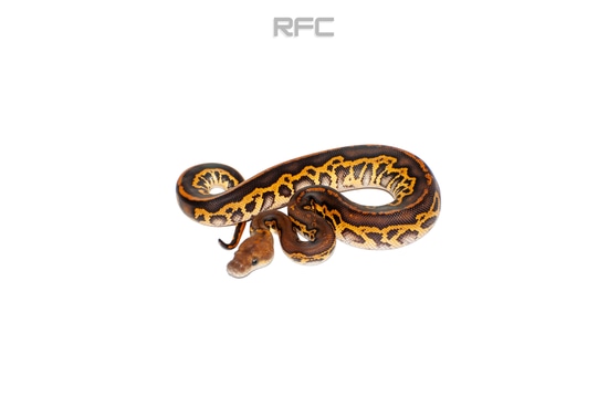 Nyala Black Head Phantom Leopard Clown Ball Python by Reptiles for Centuries USA