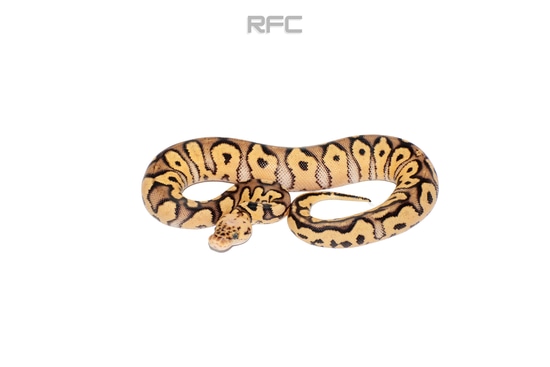 Pastel YB Clown Het DG Ball Python by Reptiles for Centuries USA