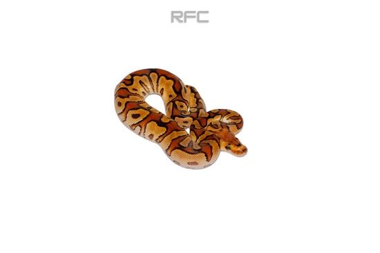 Cypress Enchi Clown Het Hypo Ball Python by Reptiles for Centuries USA