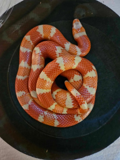 Albino Honduran Milk Snake by Snake Hut