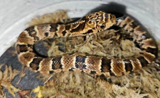 False Water Cobra by Snake Hut