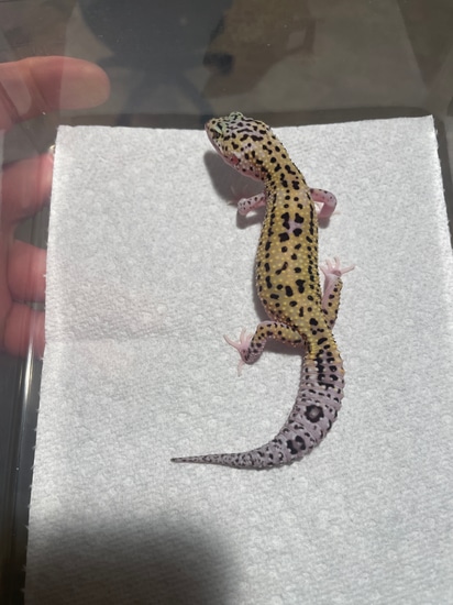 Female Hyper Xanthic Eclipse Leopard Gecko by Reptile Island