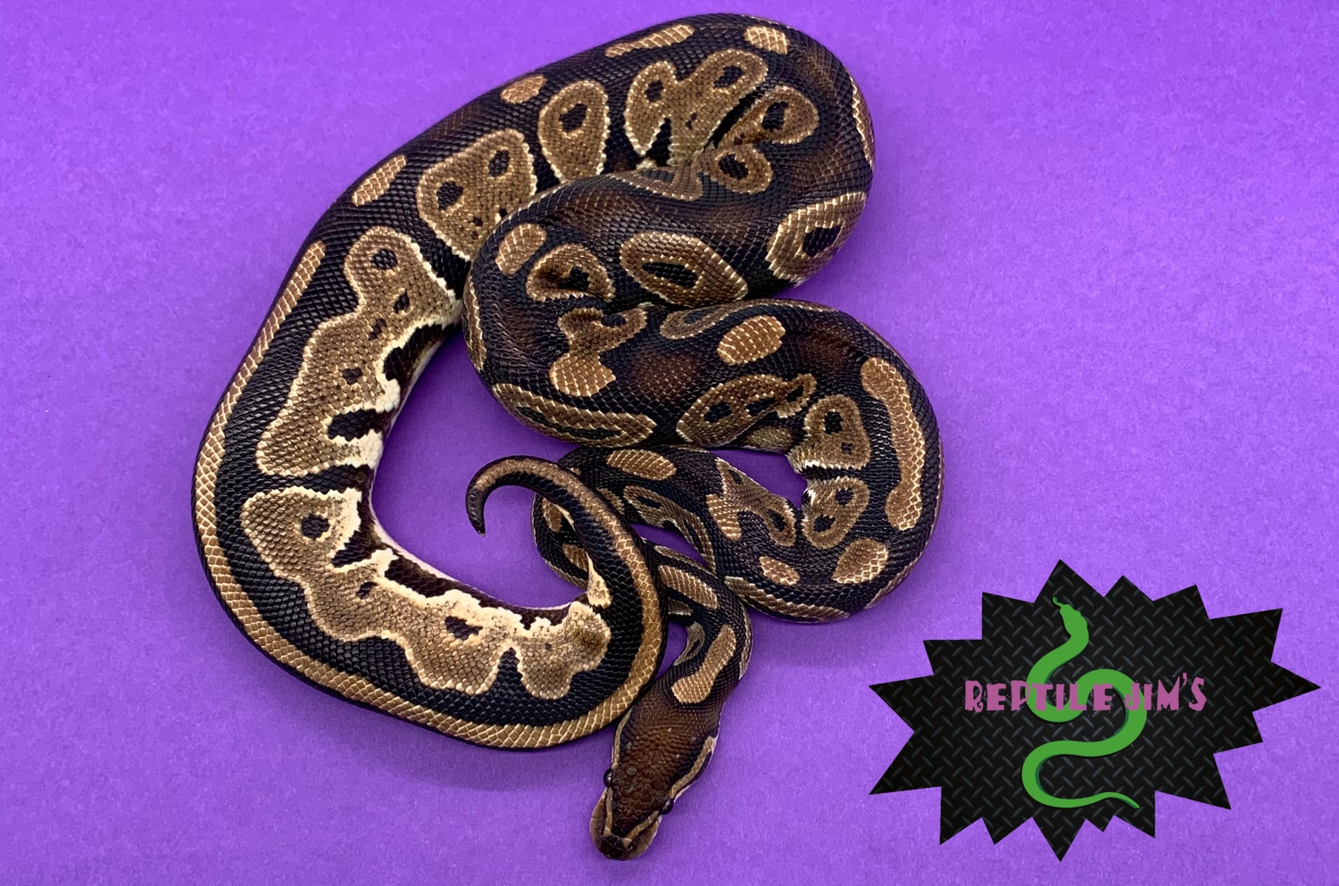 Huffman Het Pied Ball Python by Reptile Jim's - MorphMarket