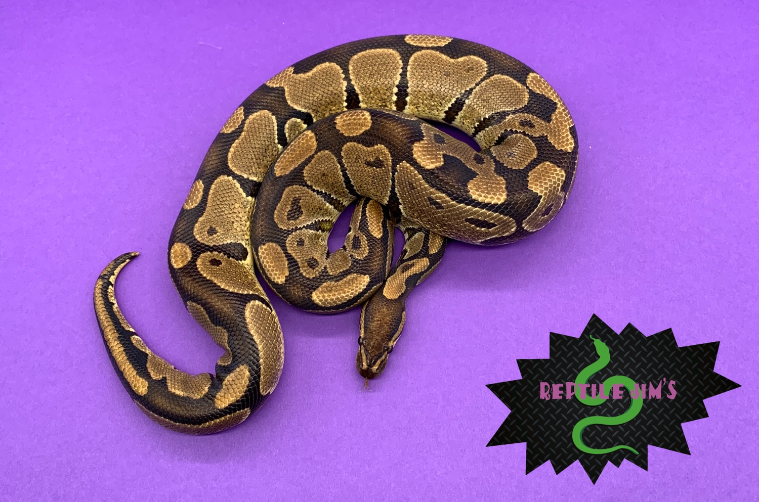 Het Black Axanthic Ball Python by Reptile Jim's - MorphMarket