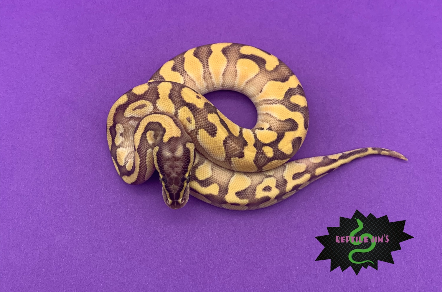 Pastel Lesser Enchi Ball Python by Reptile Jim's - MorphMarket