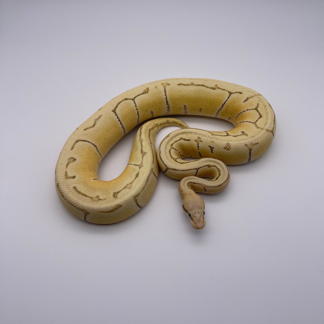 Lemonblast Enchi DG Ball Python by Reptile Jim's - MorphMarket