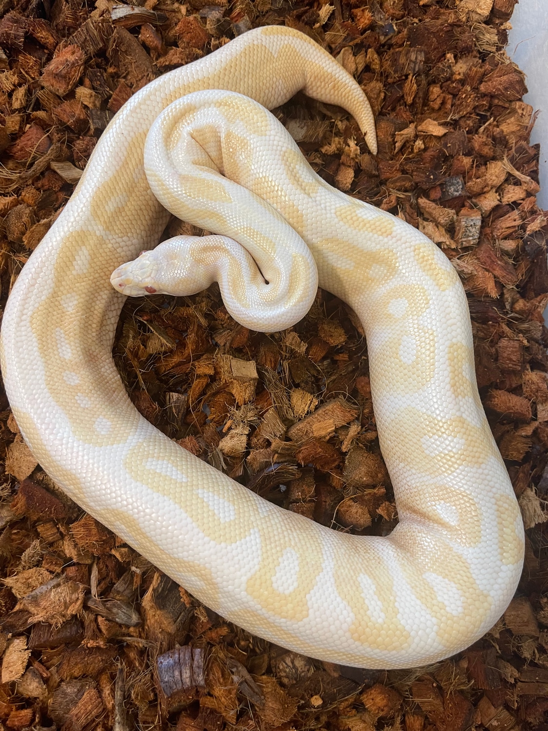 Black Pastel Albino Ball Python by Reptile Jim's - MorphMarket