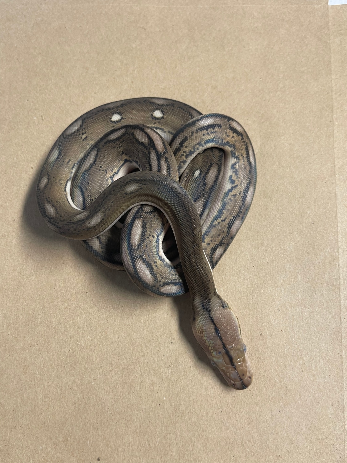 Motley Tiger Het Albino Reticulated Python by Reptile Jim's - MorphMarket