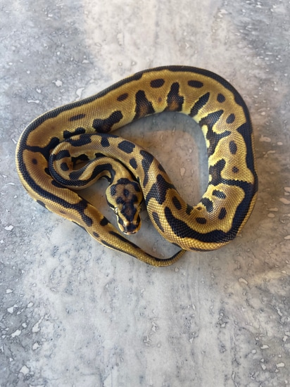 Ball Python Collection by Smiling Jim’s Constrictors