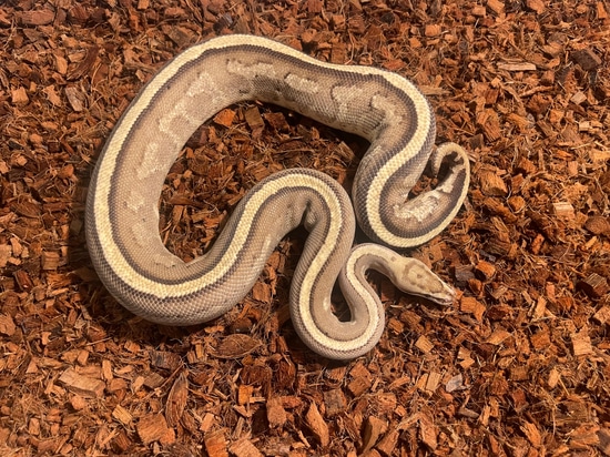 Spector Yellow Belly Ball Python by Smiling Jim’s Constrictors