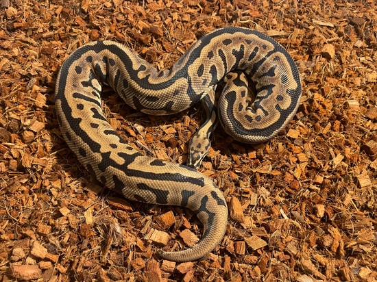 Leopard Spotnose Ball Python by Smiling Jim’s Constrictors