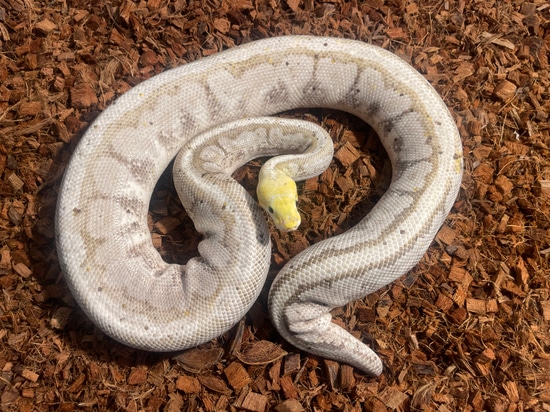 Bamboo Black Pastel Super Pastel Spotnose Ball Python by Smiling Jim’s ...