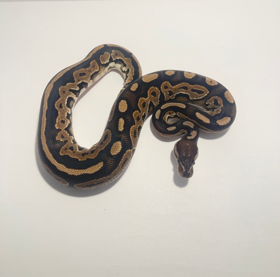 Cinnamon Het Pied Ball Python by Smiling Jim’s Constrictors