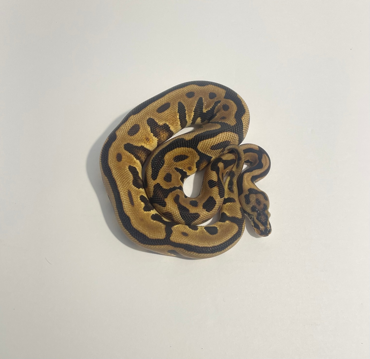 Leopard Spotnose Het Desert Ghost Ball Python by Reptile Jim's - MorphMarket