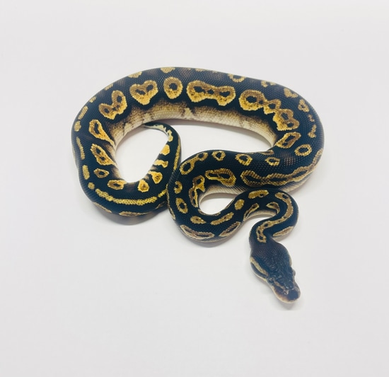 Pastel Black Head Yellow Belly Pos Het VPI Axanthic Ball Python by ...